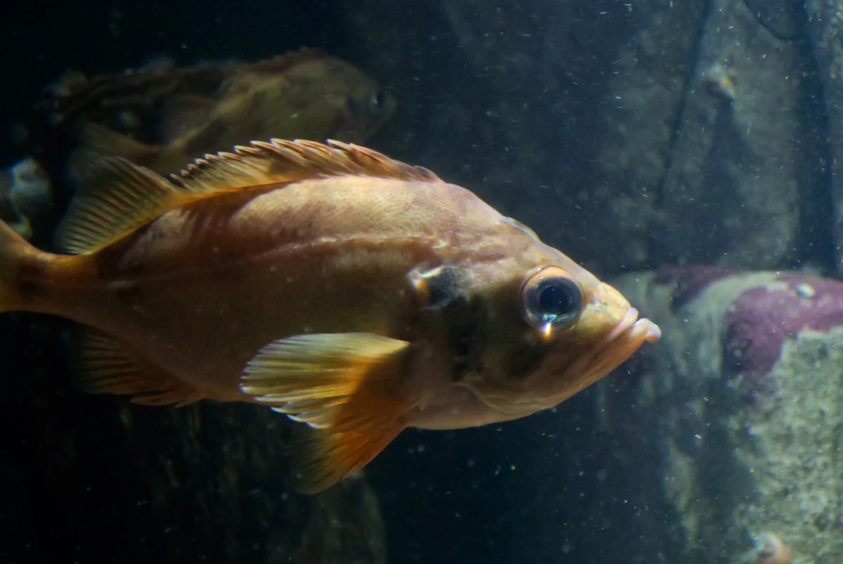 Rose Fish | NatureRules1 Wiki | Fandom