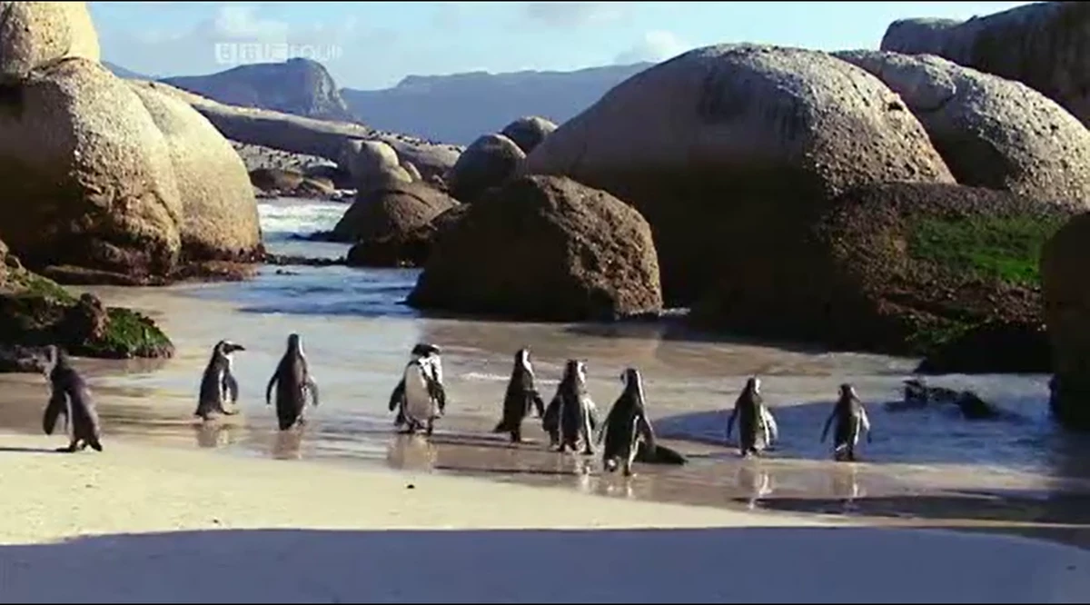 Penguins | NatureRules1 Wiki | Fandom