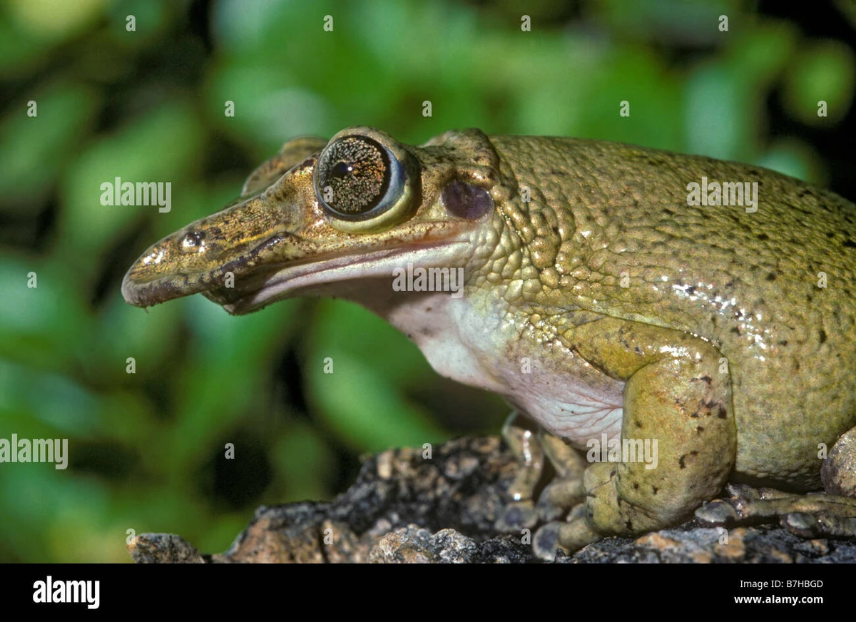 Shovel-nosed Tree Frog | NatureRules1 Wiki | Fandom