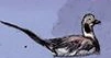 Long-tailed Duck | NatureRules1 Wiki | Fandom