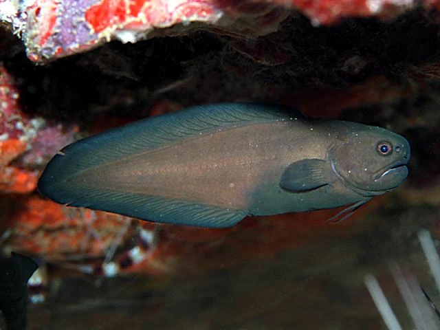 Black Brotula | NatureRules1 Wiki | Fandom