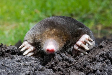 Eastern Mole | NatureRules1 Wiki | Fandom