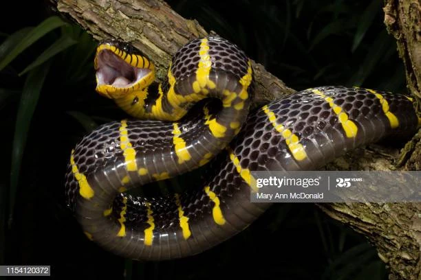 Mangrove Snake | NatureRules1 Wiki | Fandom