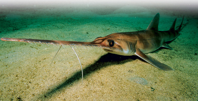 Longnose Sawshark Naturerules1 Wiki Fandom