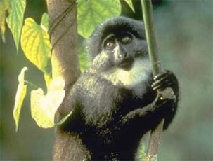Preuss's Monkey | NatureRules1 Wiki | Fandom