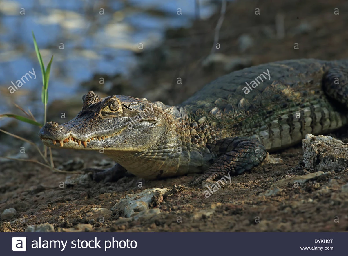 Spectacled Caiman | NatureRules1 Wiki | Fandom