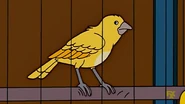 Atlantic Canary | NatureRules1 Wiki | Fandom