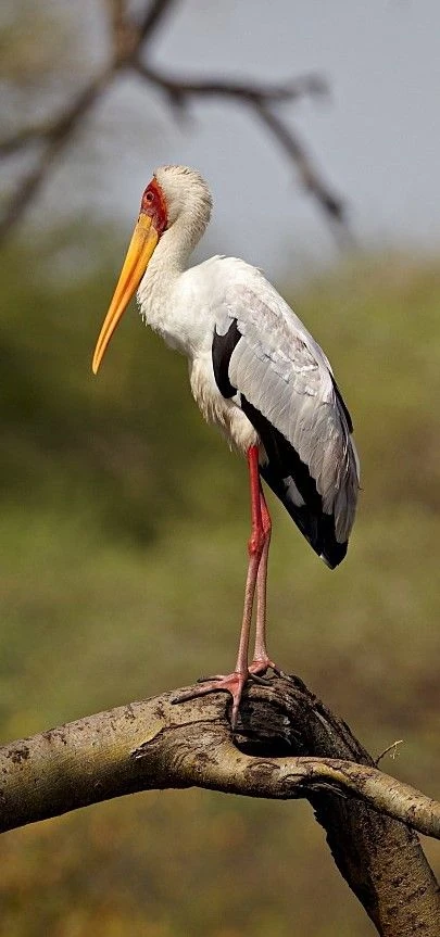 Yellow-billed Stork | NatureRules1 Wiki | Fandom