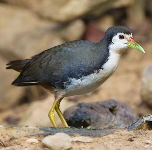 White-breasted Waterhen | NatureRules1 Wiki | Fandom