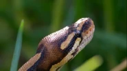Ball Python | NatureRules1 Wiki | Fandom