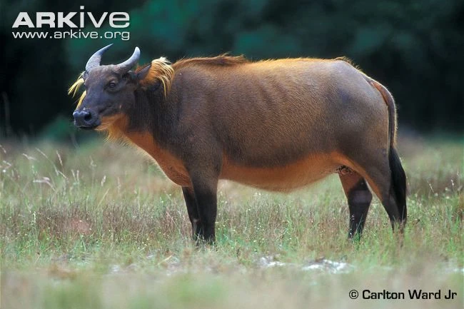 Forest Buffalo | NatureRules1 Wiki | Fandom