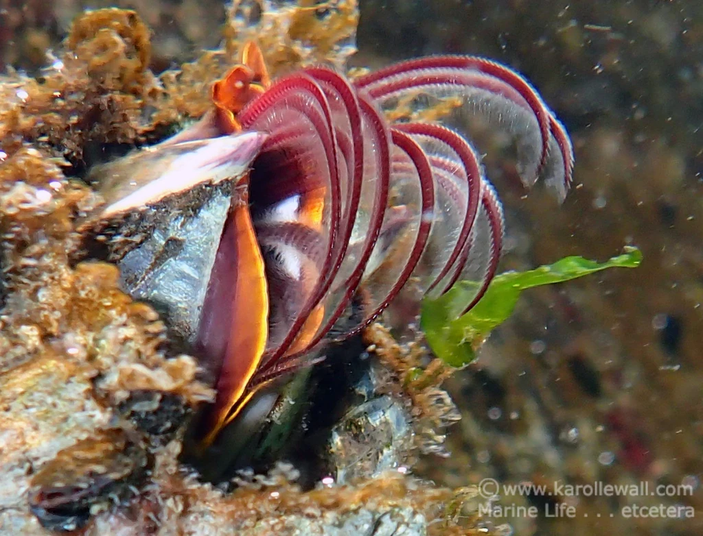 Giant Acorn Barnacle | NatureRules1 Wiki | Fandom