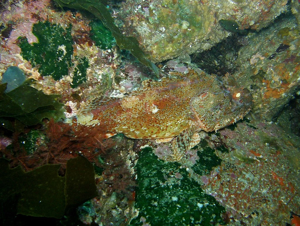 Northern Scorpionfish | NatureRules1 Wiki | Fandom
