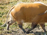 Category:Pigs and Boars | NatureRules1 Wiki | Fandom