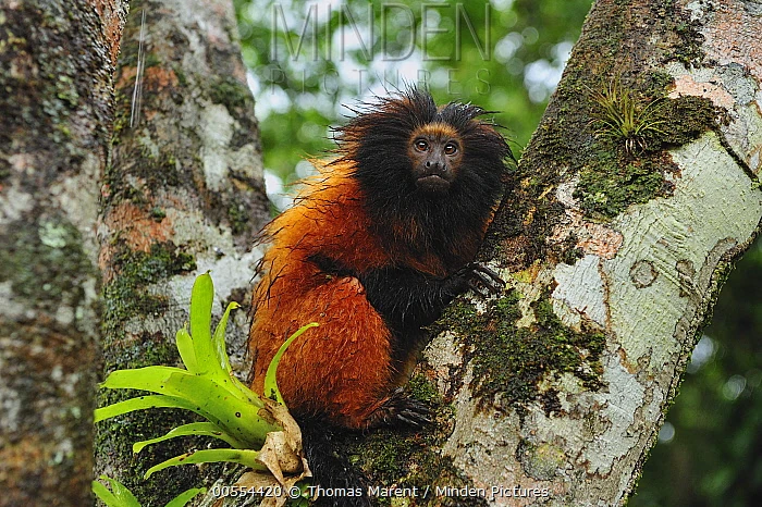 Superagüi Lion Tamarin | NatureRules1 Wiki | Fandom