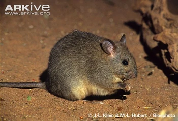 Greater Stick-nest Rat | NatureRules1 Wiki | Fandom