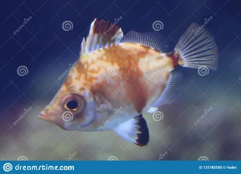 Boarfish | NatureRules1 Wiki | Fandom