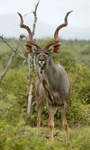 Greater Kudu | NatureRules1 Wiki | Fandom