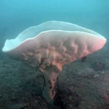 Neptune's Cup Sponge | NatureRules1 Wiki | Fandom