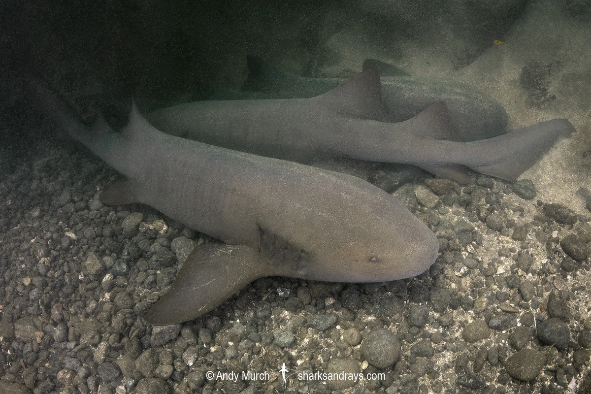 Pacific Nurse Shark | NatureRules1 Wiki | Fandom