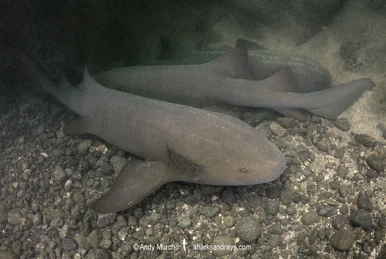 ganges shark population