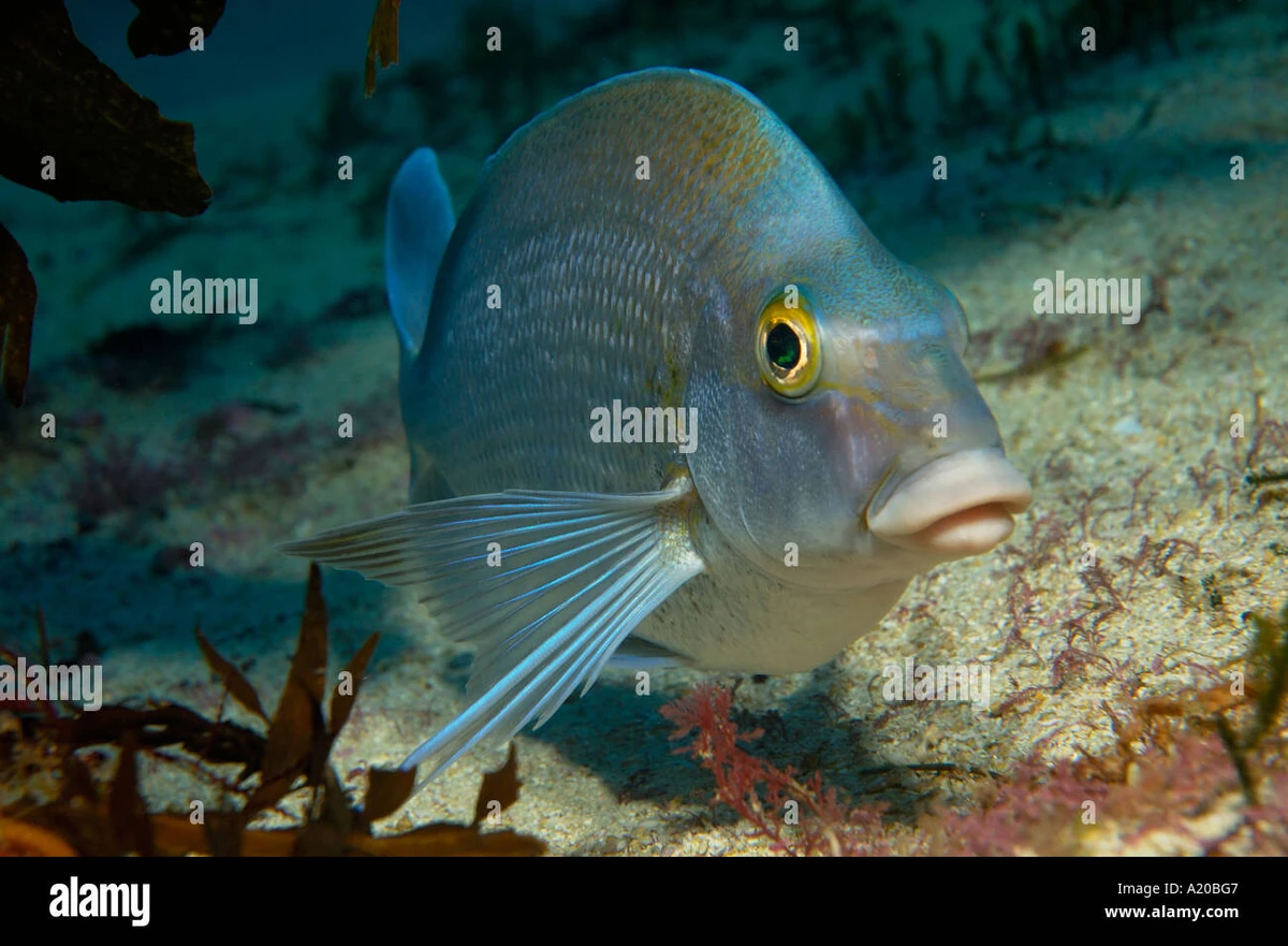 Porae | NatureRules1 Wiki | Fandom