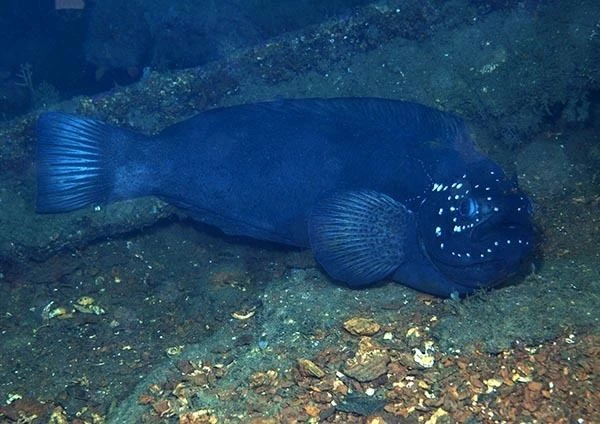 Prowfish | NatureRules1 Wiki | Fandom