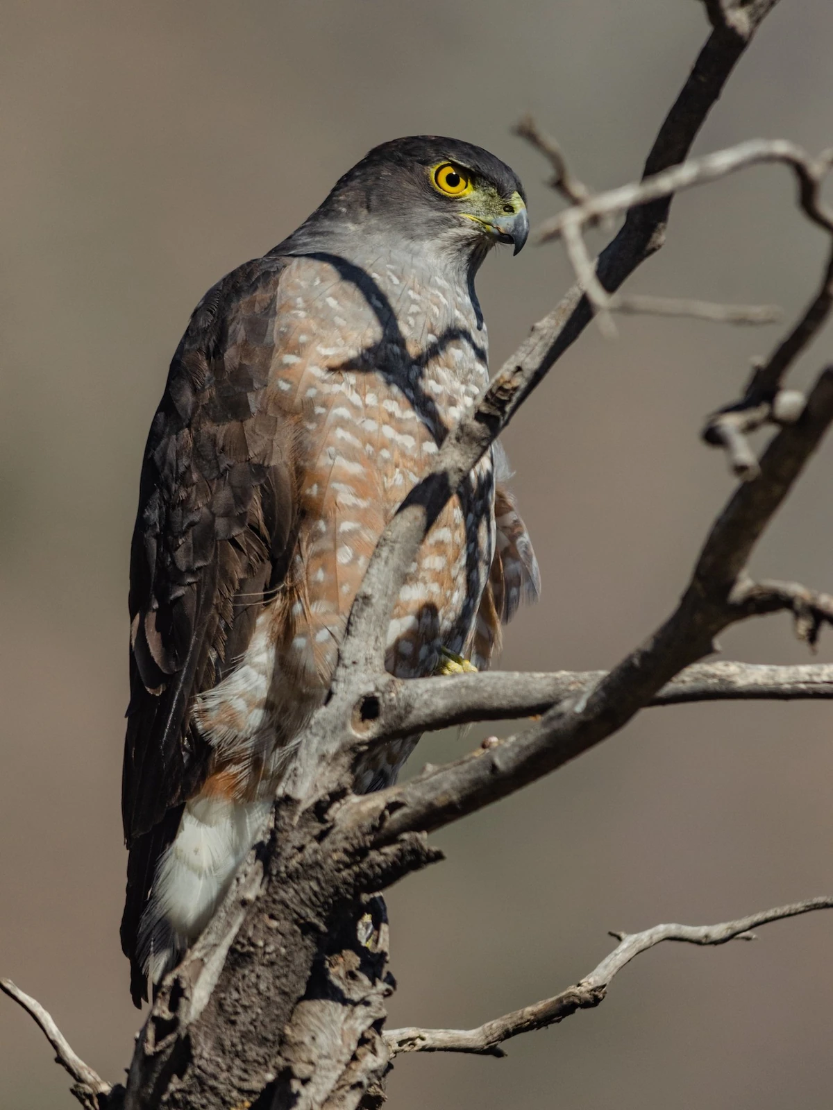 Chilean Hawk | NatureRules1 Wiki | Fandom