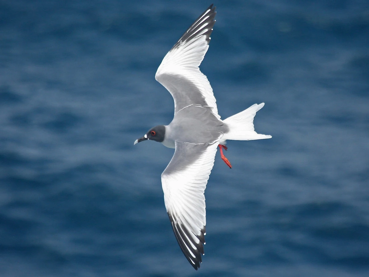 Swallow-tailed Gull | NatureRules1 Wiki | Fandom
