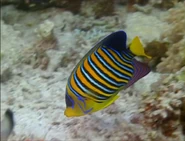 Regal Angelfish | NatureRules1 Wiki | Fandom