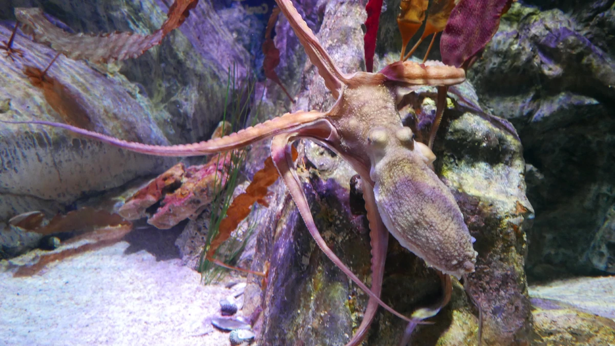 Common Sydney Octopus | NatureRules1 Wiki | Fandom