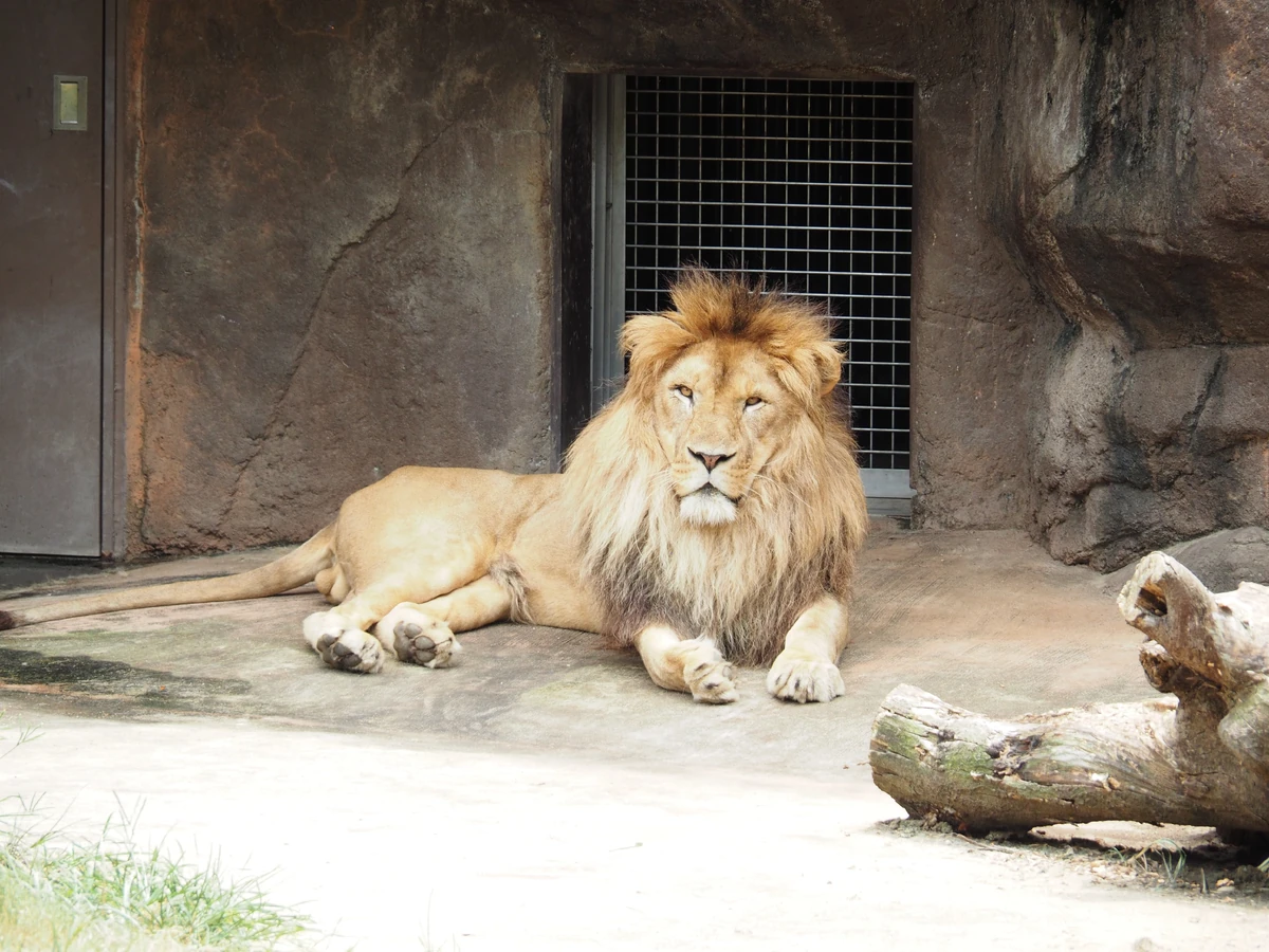 Katanga Lion | NatureRules1 Wiki | Fandom