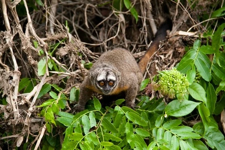 Panamanian Night Monkey | NatureRules1 Wiki | Fandom