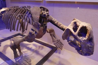 Morganucodon Skeleton