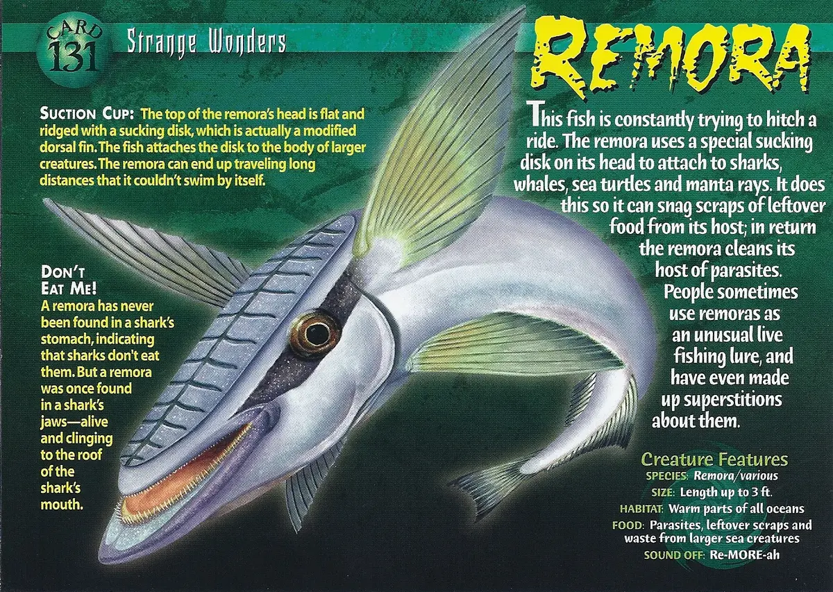 Common Remora | NatureRules1 Wiki | Fandom
