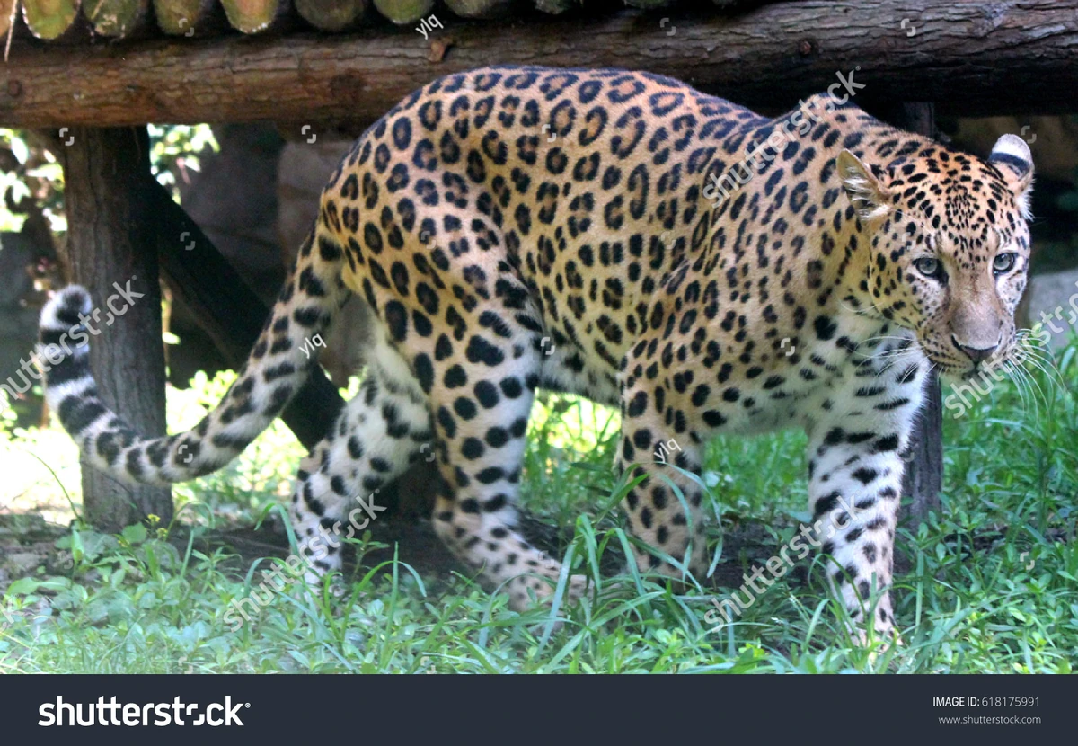 North China Leopard | NatureRules1 Wiki | Fandom