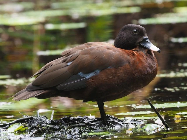 Hartlaub's Duck | NatureRules1 Wiki | Fandom