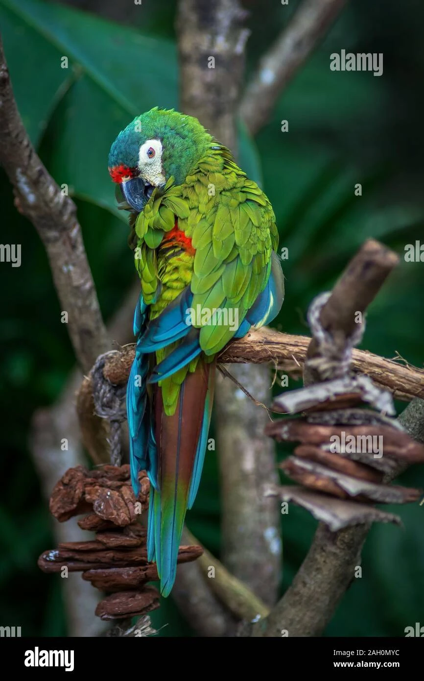 Blue-winged Macaw | NatureRules1 Wiki | Fandom