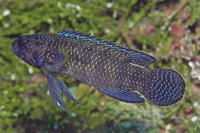 Bluegill Longfin | NatureRules1 Wiki | Fandom