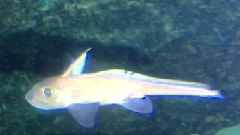 Cuban Chimaera | NatureRules1 Wiki | Fandom