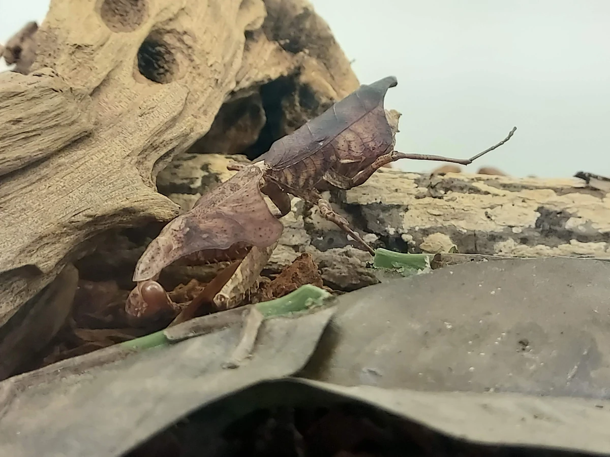 Dead Leaf Mantis | NatureRules1 Wiki | Fandom