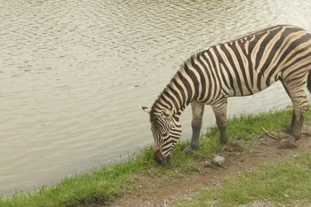 Maneless Zebra | NatureRules1 Wiki | Fandom