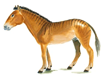Merychippus | NatureRules1 Wiki | Fandom