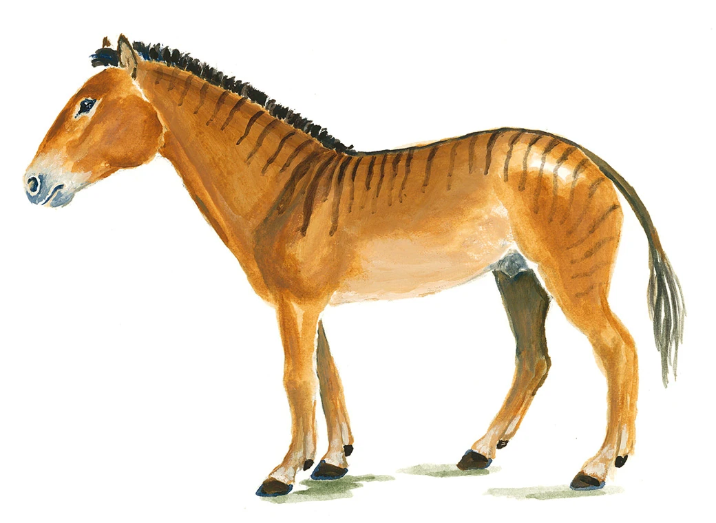 Merychippus | NatureRules1 Wiki | Fandom