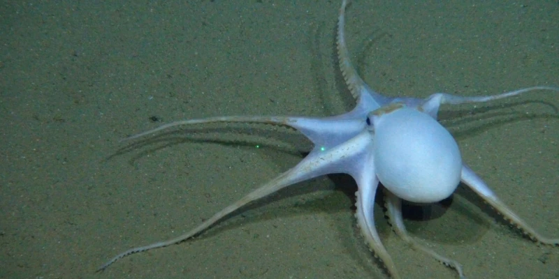 Vulcanoctopus Hydrothermalis | NatureRules1 Wiki | Fandom