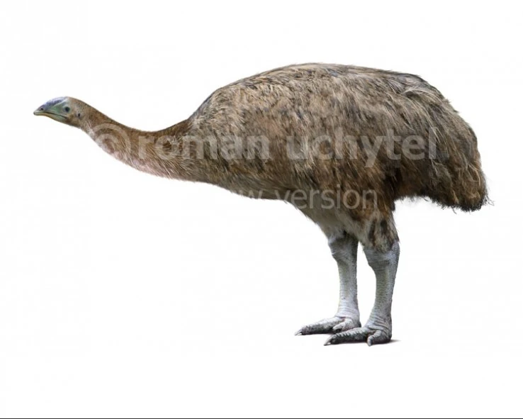 North Island Giant Moa | NatureRules1 Wiki | Fandom