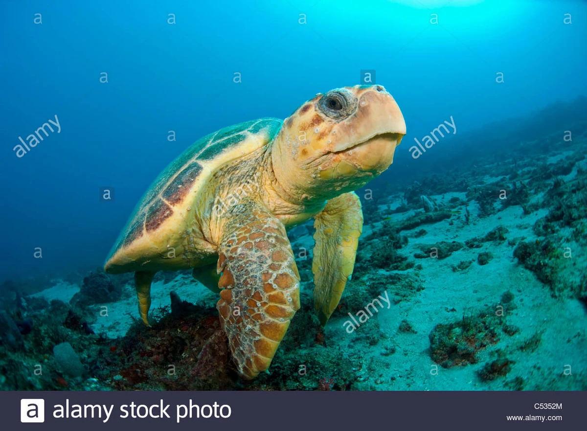 Loggerhead Sea Turtle | NatureRules1 Wiki | Fandom