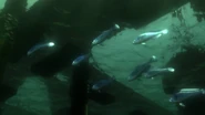 List of Species in Finding Nemo | NatureRules1 Wiki | Fandom