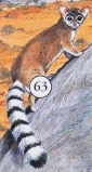 Ringtail | NatureRules1 Wiki | Fandom