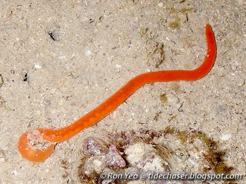 Orange Ribbon Worm | NatureRules1 Wiki | Fandom